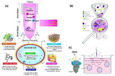 A A Diagram Depicting The Action Of Cold Plasma On Microbial Cell Download Scientific Diagram