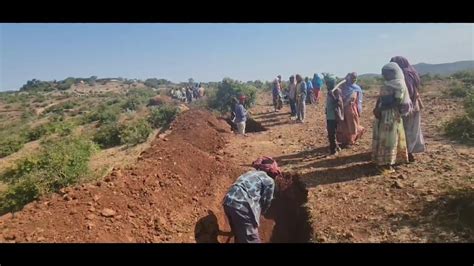 ኣብ ወረዳ ታሕታይ ቆራሮ ወፍሪ ዕቀባ ሓመድን ማይን ይካየድ ኣሎ። Youtube