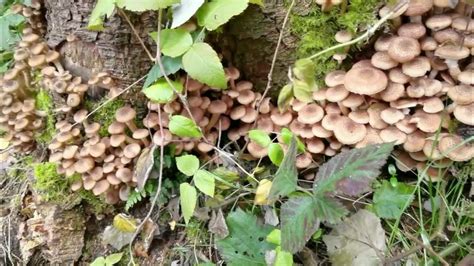 ОПЯТЬ ОПЯТА В ГЕРМАНИИ 699 Youtube