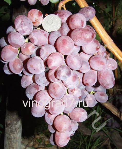 Виноград - список сортов Рута - Спонсор. Описание в магазине Чубучок