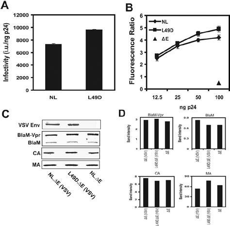 Pseudotyping By Vsv G Suppresses The Phenotype Of The Hiv 1 L49d