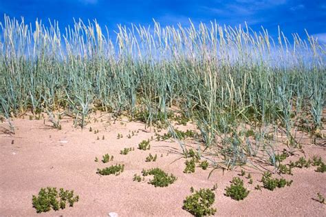Liiv Vareskaer Kasvab Randades Lainete Piiril Looduskalender Ee