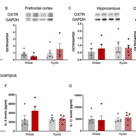 Maternal Separation Disturbed Mothers Neurobehavior After Weaning Ms Download Scientific