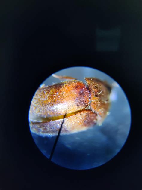 Bug Found In Kitchen R Whatsthisbug