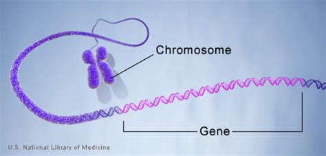 Genes