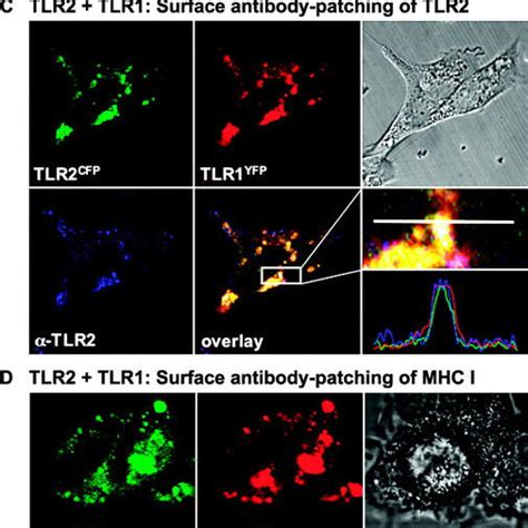 Confocal Imaging Of Live Hek Cells Expressing Fluorescent Download