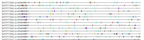 基因家族分析（6）顺式作用元件预测 知乎