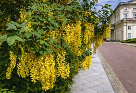 6 Interesting Laburnum Tree Varieties Uk