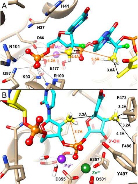 Origins Of The Improved Resistance To Exonuclease Degradation By Download Scientific Diagram