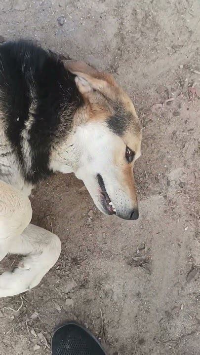 улыбчивая собачка🐶🐕🦮🔥 Shorts собака собаки животные домашниеживотные Youtube