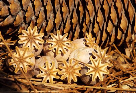 양귀비 씨앗 솔 방울 Pixabay의 무료 사진