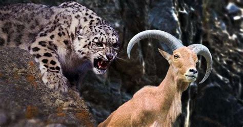 Красная книга казахстана животные 85 фото