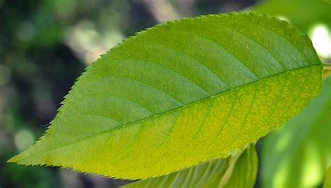 Вишня звичайна ф плакуча