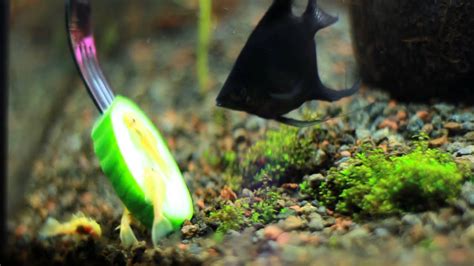 Золотой анциструс L144 Youtube