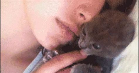 just kittens album on imgur