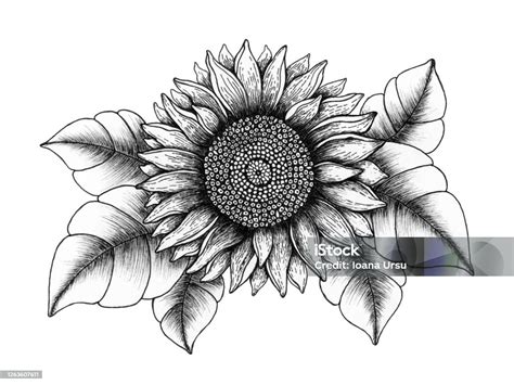 빈티지 해바라기 일러스트레이션 손으로 그린 플로럴 잉크 펜 스케치 흑백 해바라기 사실디자인으로 화이트 식물라인 아트 디자인 0