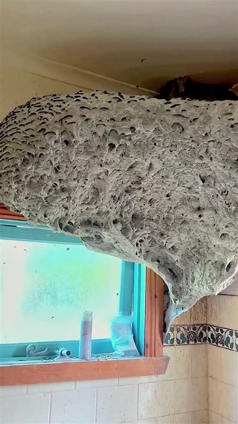 Homeowner Discovers Massive ‘аɩіeп Like Wasp Nest In Bathroom Sized Like A 70 Inch Tv Galax