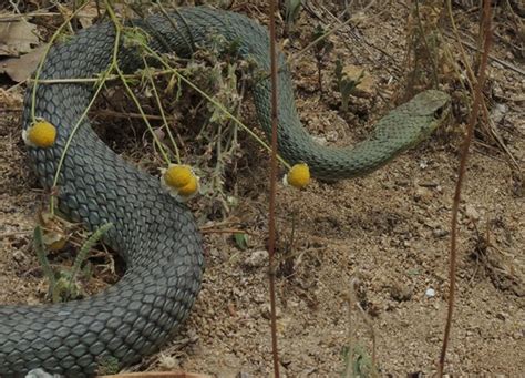 17 вида змии в България само 5 са отровни Български Фермер