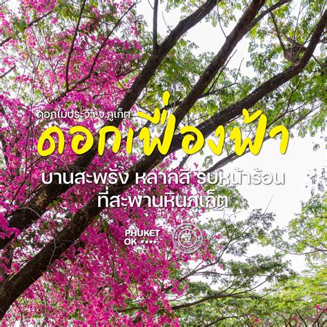 Phuket Ok ดอกเฟื่องฟ้า ดอกไม้ประจำ จ ภูเก็ต