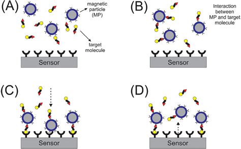 Schematic Representation Of Biosensor Assay 48 Download Scientific