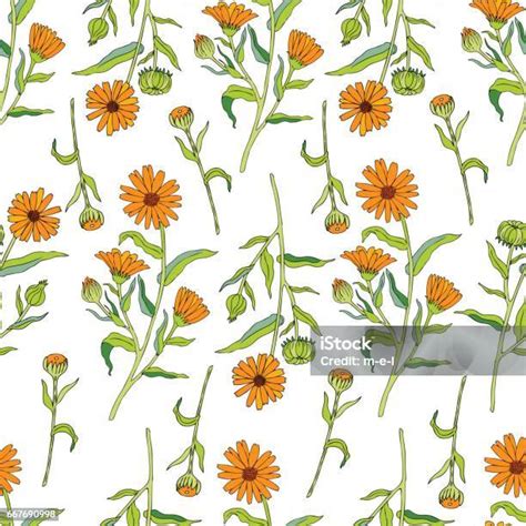 완벽 한 꽃 패턴 금 송 화 꽃에 고립 된 흰색 배경 디자인 패키지 차 화장품 인사말 카드 청첩장에 대 한 식물 손으로 그려진된 낙서 벡터 일러스트 레이 션 골드 개화기에