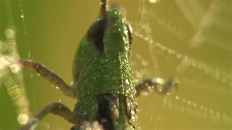Grasshopper Spider Web Macro Stock Footage Video 100 Royalty Free 4304888 Shutterstock