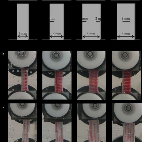 Dimensions Of Specimens Used In Uniaxial Tension Single Notch Double Download Scientific