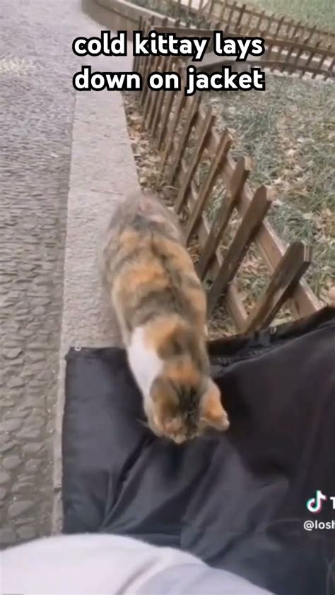 Cold Catyo Lays Down Creds Loshaqbulka Car Kitty Silly Youtube