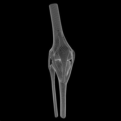 Knee Joint 3d Model