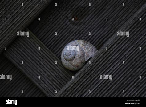 Natural Shell Structures Examples