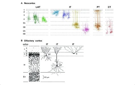 Basic Cortical Neuron Types And Laminae A Neocortex S1 Barrel Download Scientific Diagram