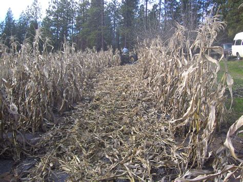 Mowing The Corn Patch The Professional Gardener