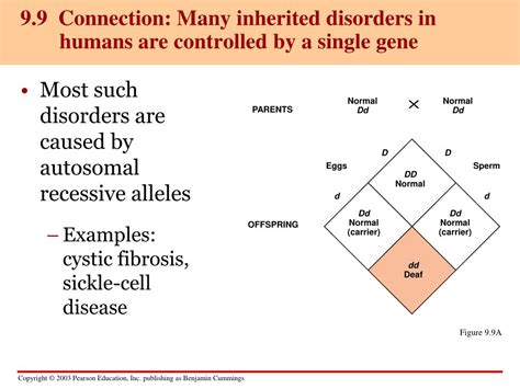 Ppt Chapter 9 Patterns Of Inheritance Powerpoint Presentation Free Download Id7023688