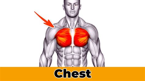 TRY These Exercises To GET DEFINED PECS YouTube