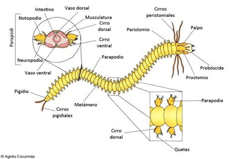 Anélidos Gusanos Segmentados InformaciÓn Fauna Y Ecosistema