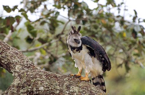 Harpy Eagle Sloth