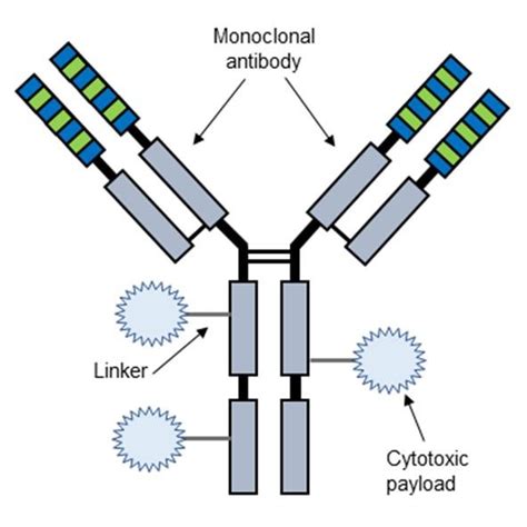Schematic Description Of An Adc Download Scientific Diagram