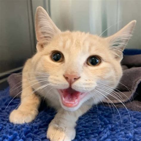 Cat Desexing Program Project Meow