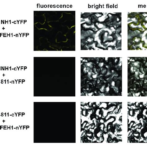 Bimolecular Fluorescence Complementation Bifc Analysis Reveals Download Scientific Diagram