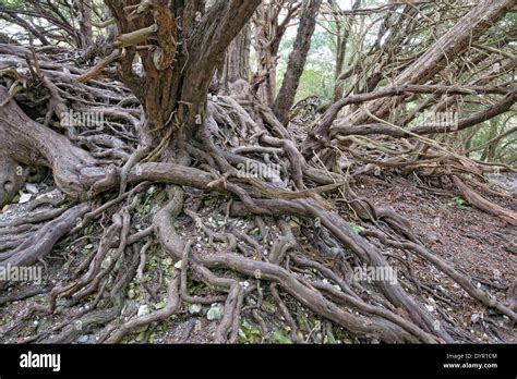 Exposed Tree Root System Stock Photos Exposed Tree Root System Stock Images Alamy