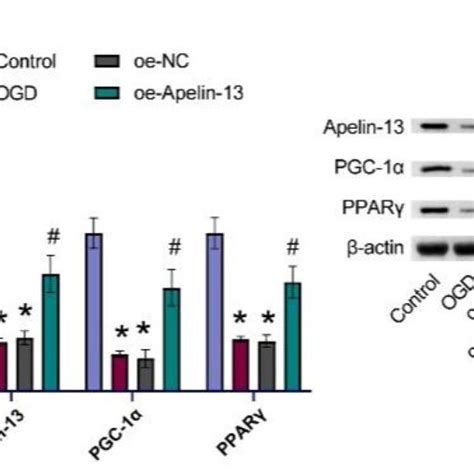 Pgc 1αpparγ Pathway Involves In Primary Hippocampal Neuronal Repair