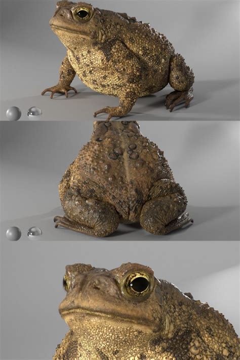 Meet Todd The Toad