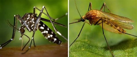 Tipos De Mosquitos Con Nombres