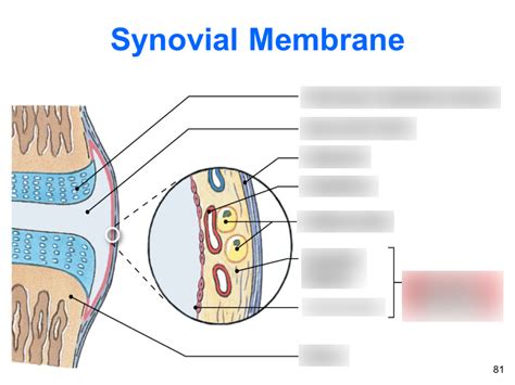 Synovial Membrane Diagram Quizlet