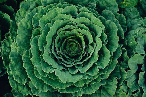 Green Vegetables Background And Details Of Green Vegetable Leaves