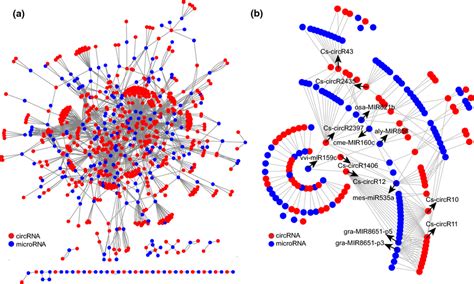 Predicted Circrna Microrna Interaction Network Of All The Circrnas And
