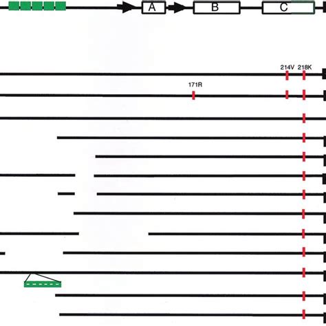 Schematic Representations Of The Truncated Prp Mutant Proteins Used In