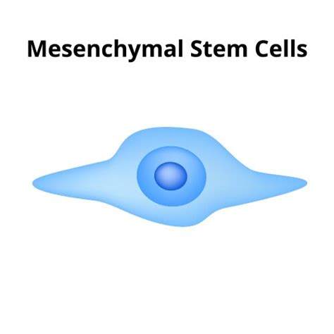 Mesenchymal Stem Cells Cell Structure Royalty Free Vector