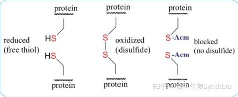 二硫键环肽 知乎