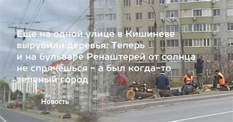 Еще на одной улице в Кишиневе вырубили деревья Теперь и на бульваре Ренаштерей от солнца не